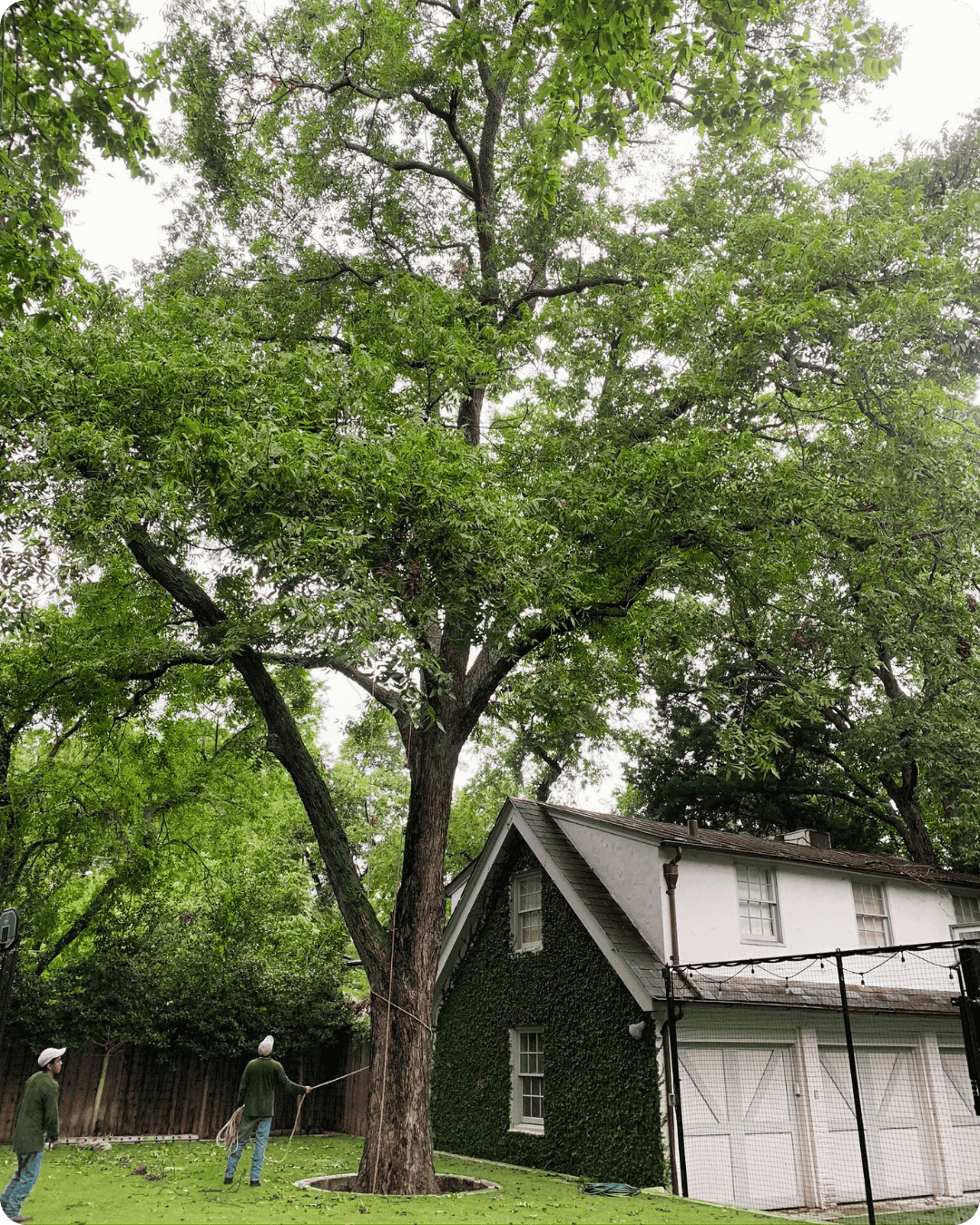 About Monarch Tree Service | Trusted DFW Arborists